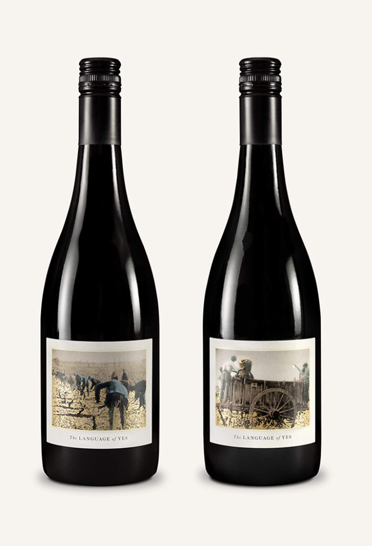 The Language of Yes | Central Coast California Wines