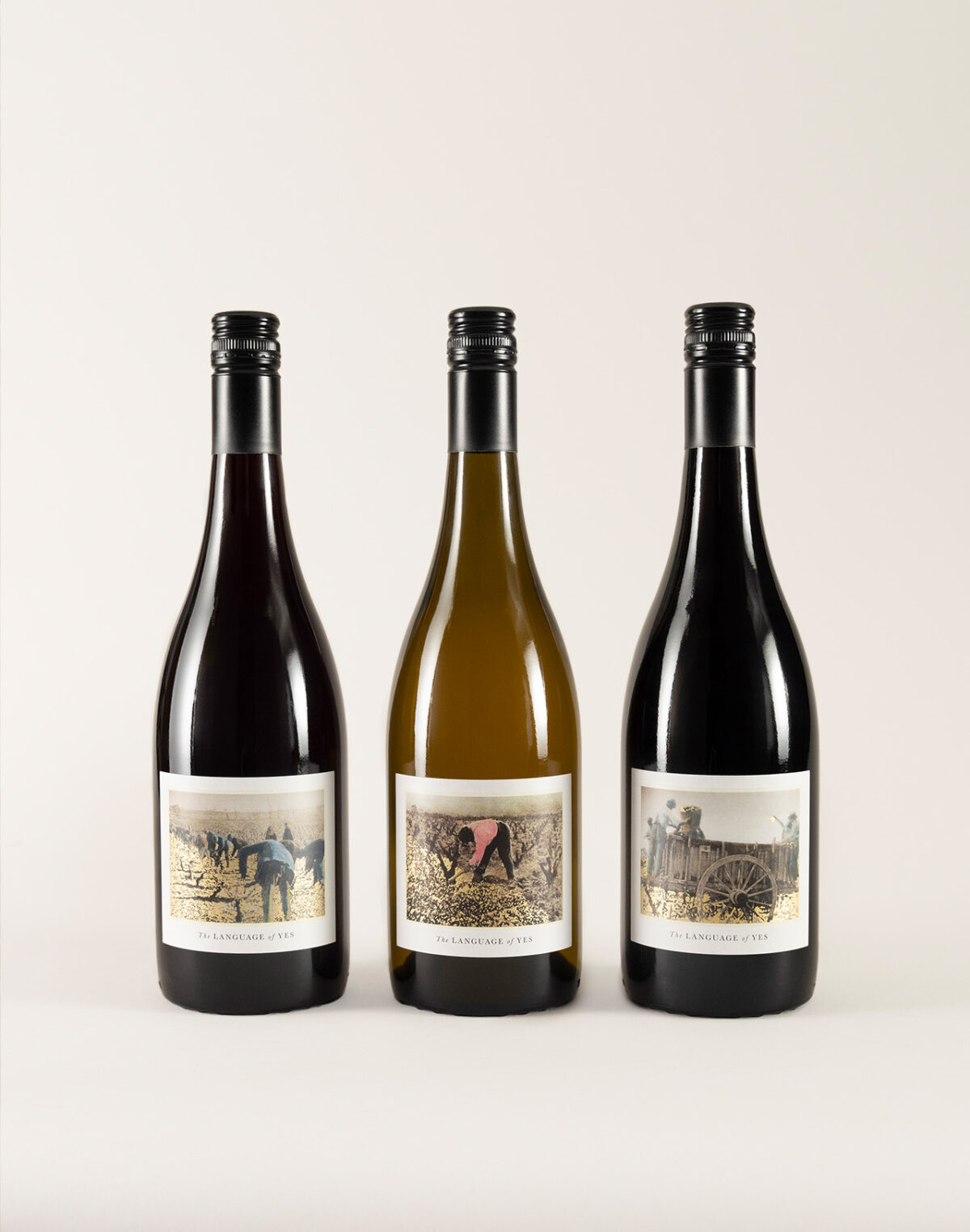 The Language of Yes | Central Coast California Wines